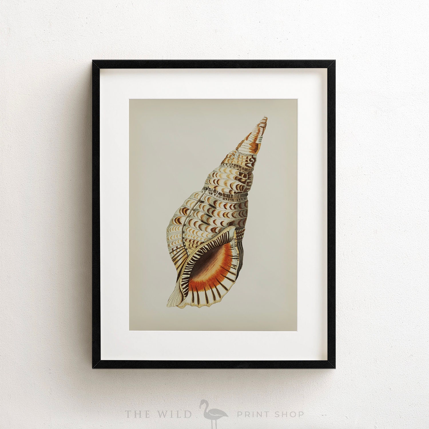 Seashell Print Vintage Seashell Print Seashell Wall Art | Etsy