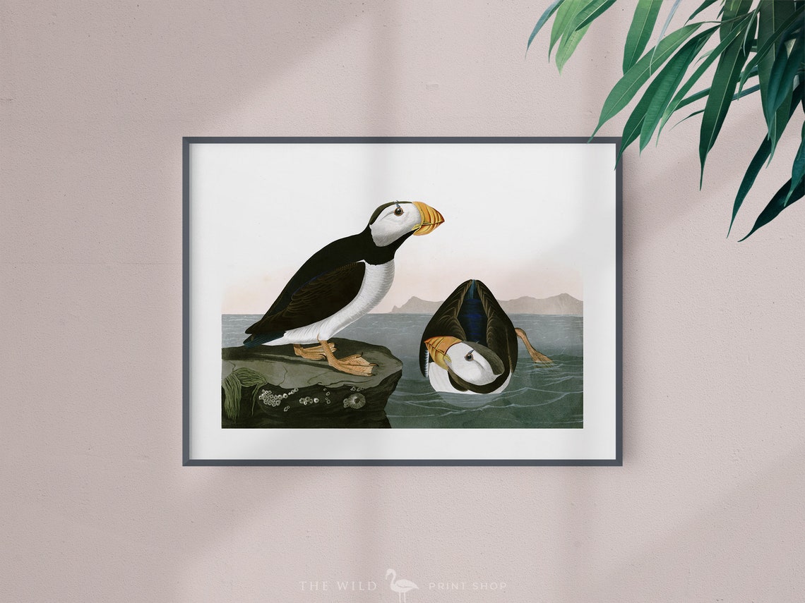 Vintage Bird Print Large Billed Puffin Print Bird Wall Art | Etsy