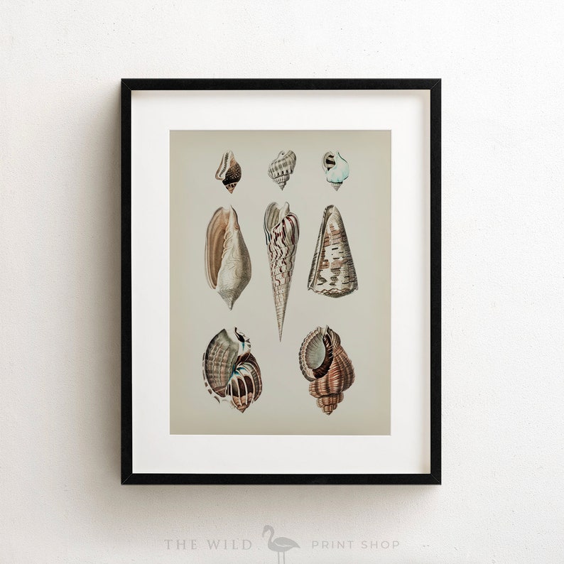 Seashell Print Vintage Seashell Print Seashell Wall Art | Etsy