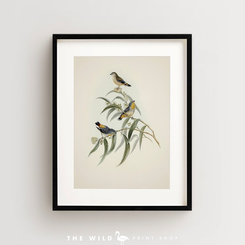 Vintage Bird Print, Yellow Rumped Pardalote Print, Tropical Bird Print ...