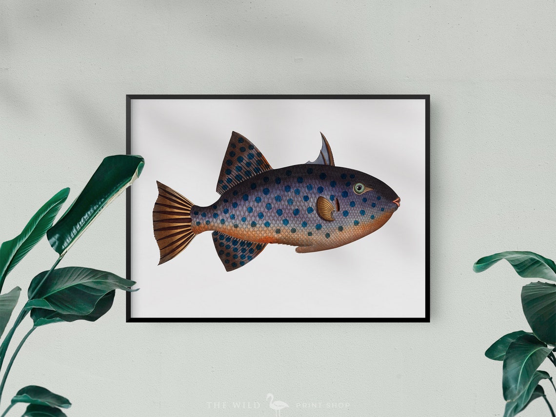 Vintage Fish Print Tropical Fish Print Fish Wall Art | Etsy