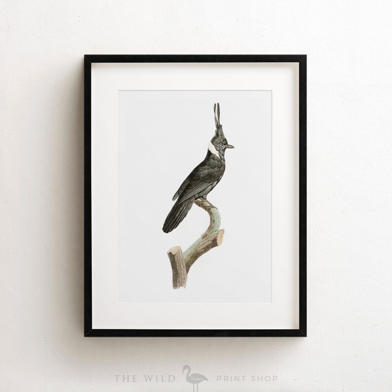 Vintage Bird Print Black Jay Print Tropical Bird Print Bird | Etsy