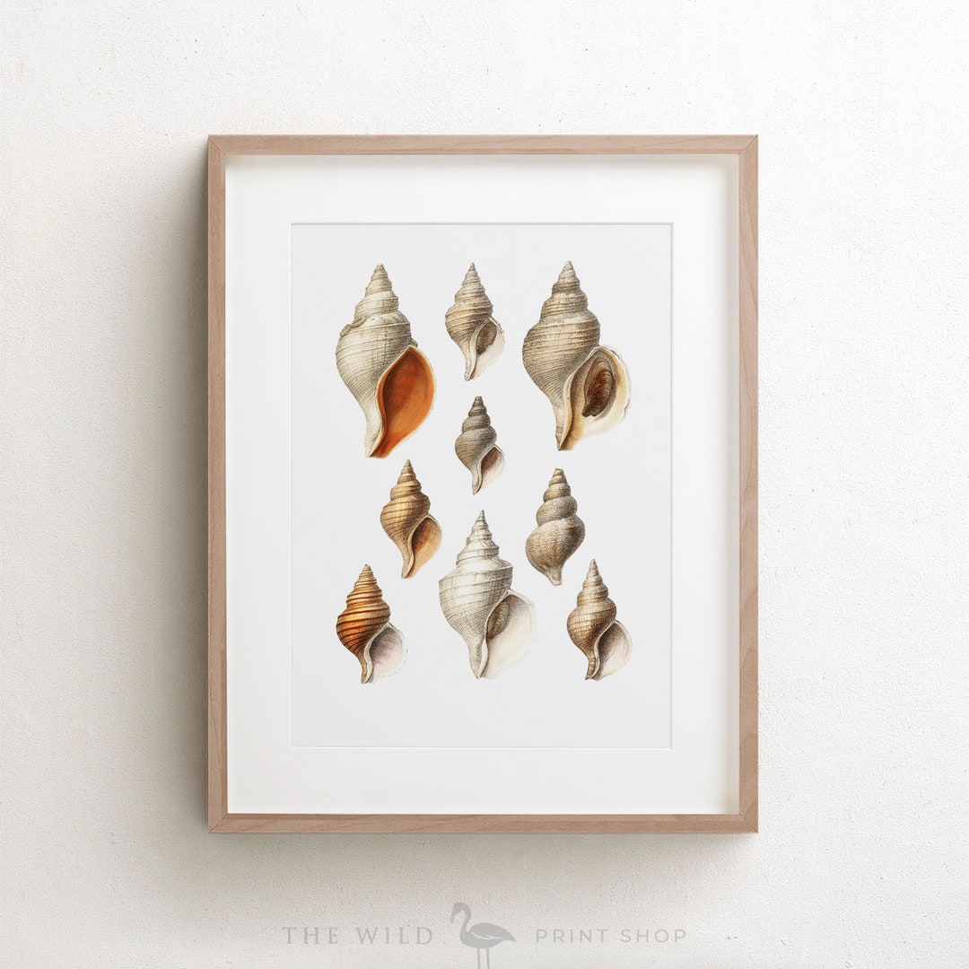 Seashell Print Vintage Seashell Print Seashell Wall Art - Etsy