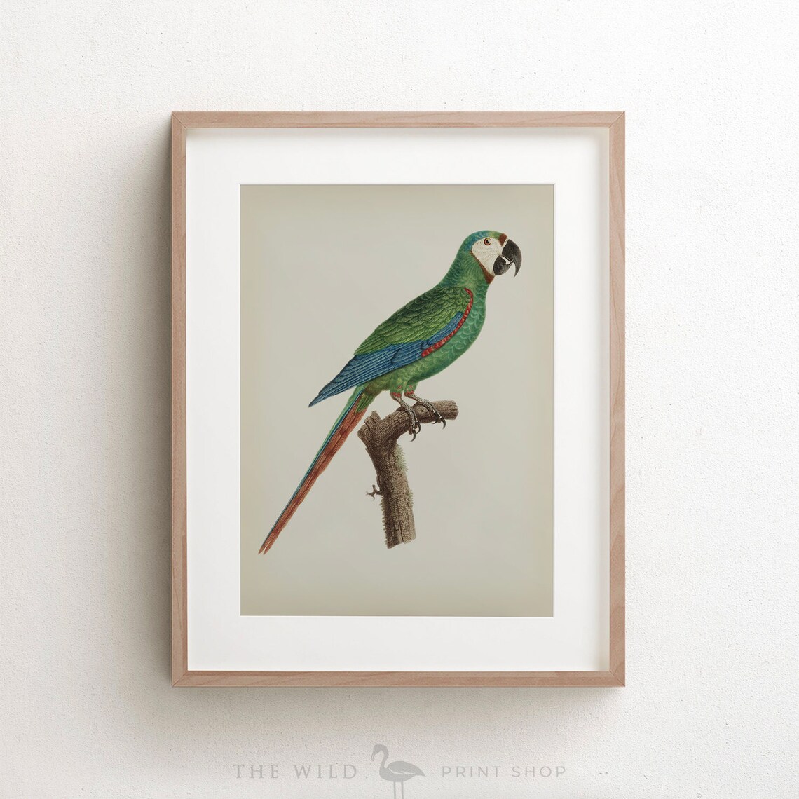 Vintage Parrot Print Macaw Print Parrot Print Vintage Bird - Etsy