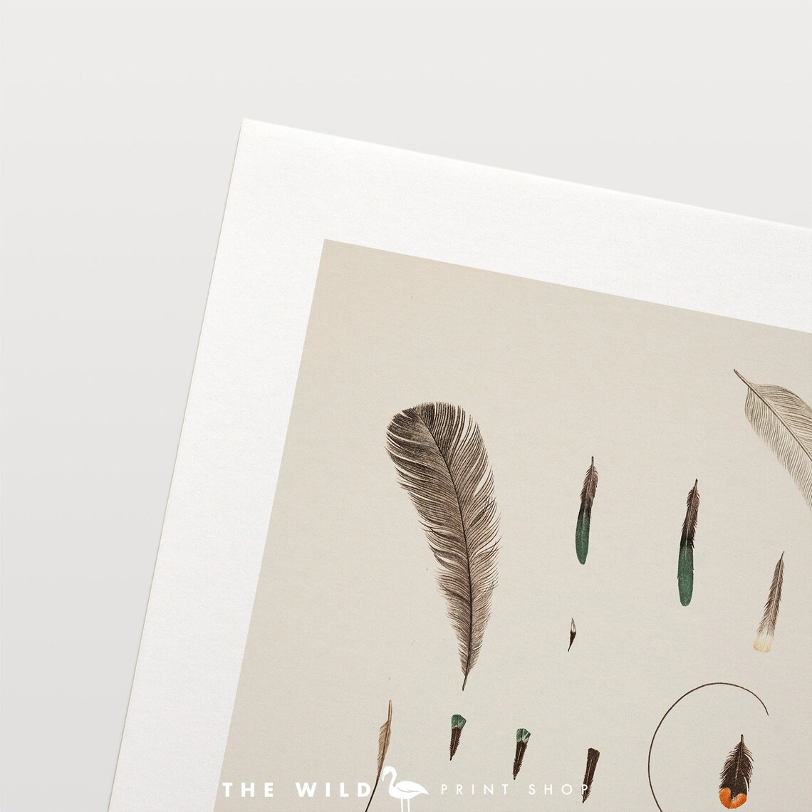 Vintage Bird Print, Bird Feather Print, Tropical Bird Print, Bird Wall ...
