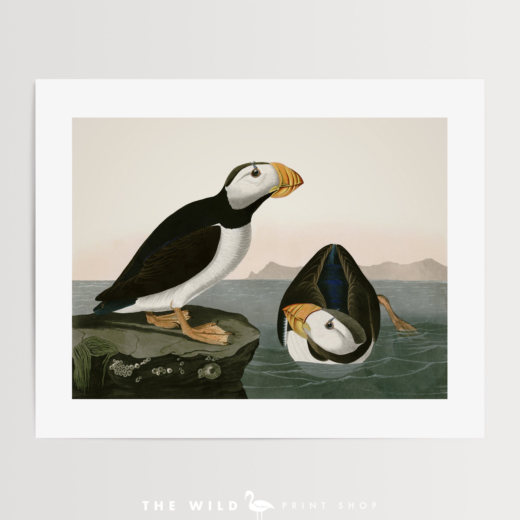 Vintage Bird Print, Large Billed Puffin Print, Bird Wall Art, Audubon ...