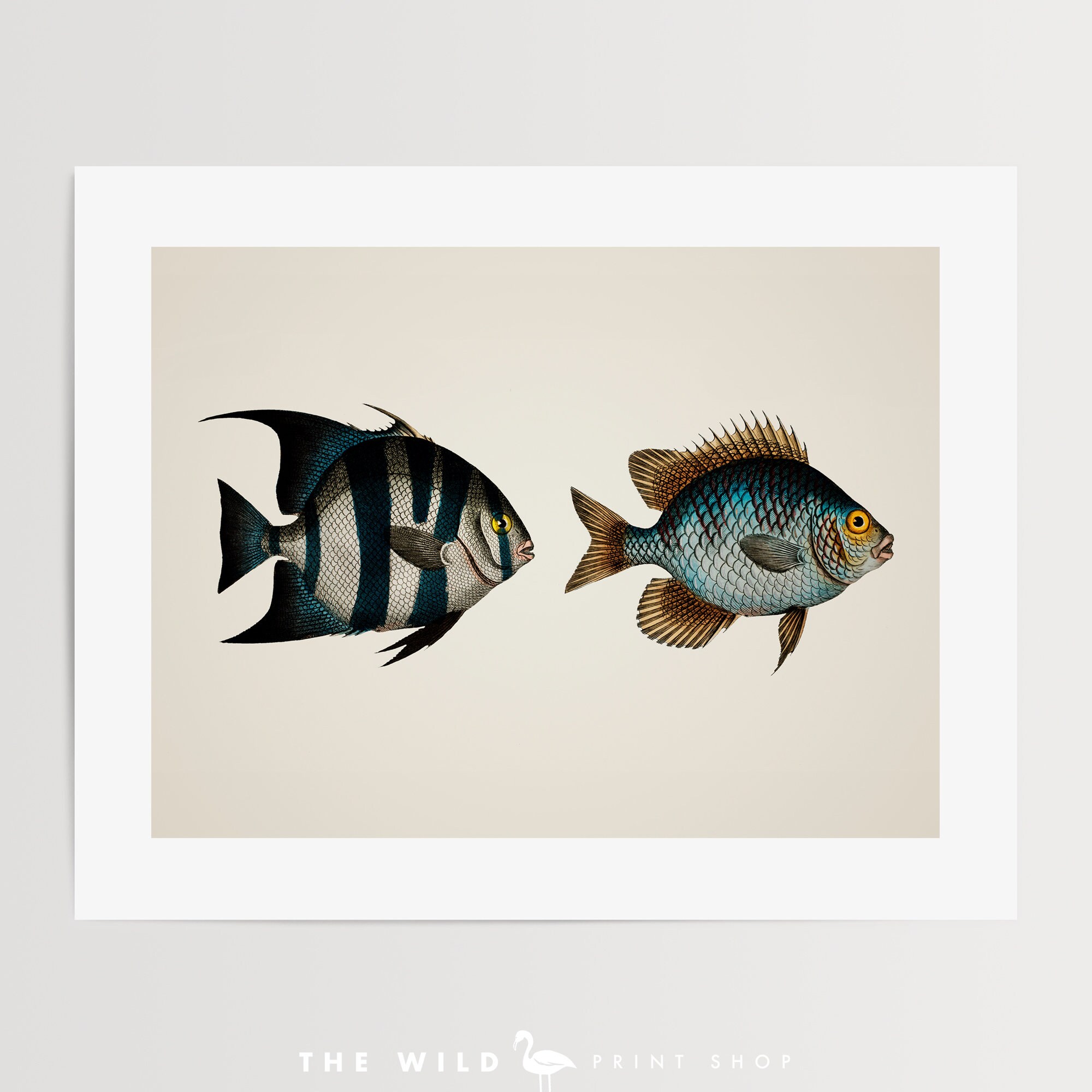 Angel Fish Print, Vintage Fish Print, Tropical Fish Print, Fish Wall ...