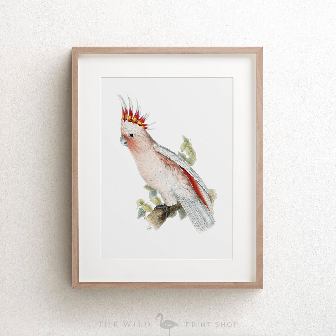 Vintage Parrot Print, Major Mitchell's Cockatoo Print, Parrot Print ...