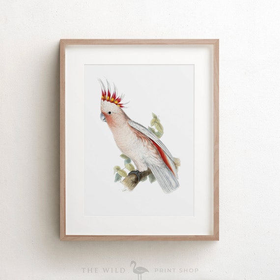 Vintage Parrot Print Major Mitchell's Cockatoo Print | Etsy