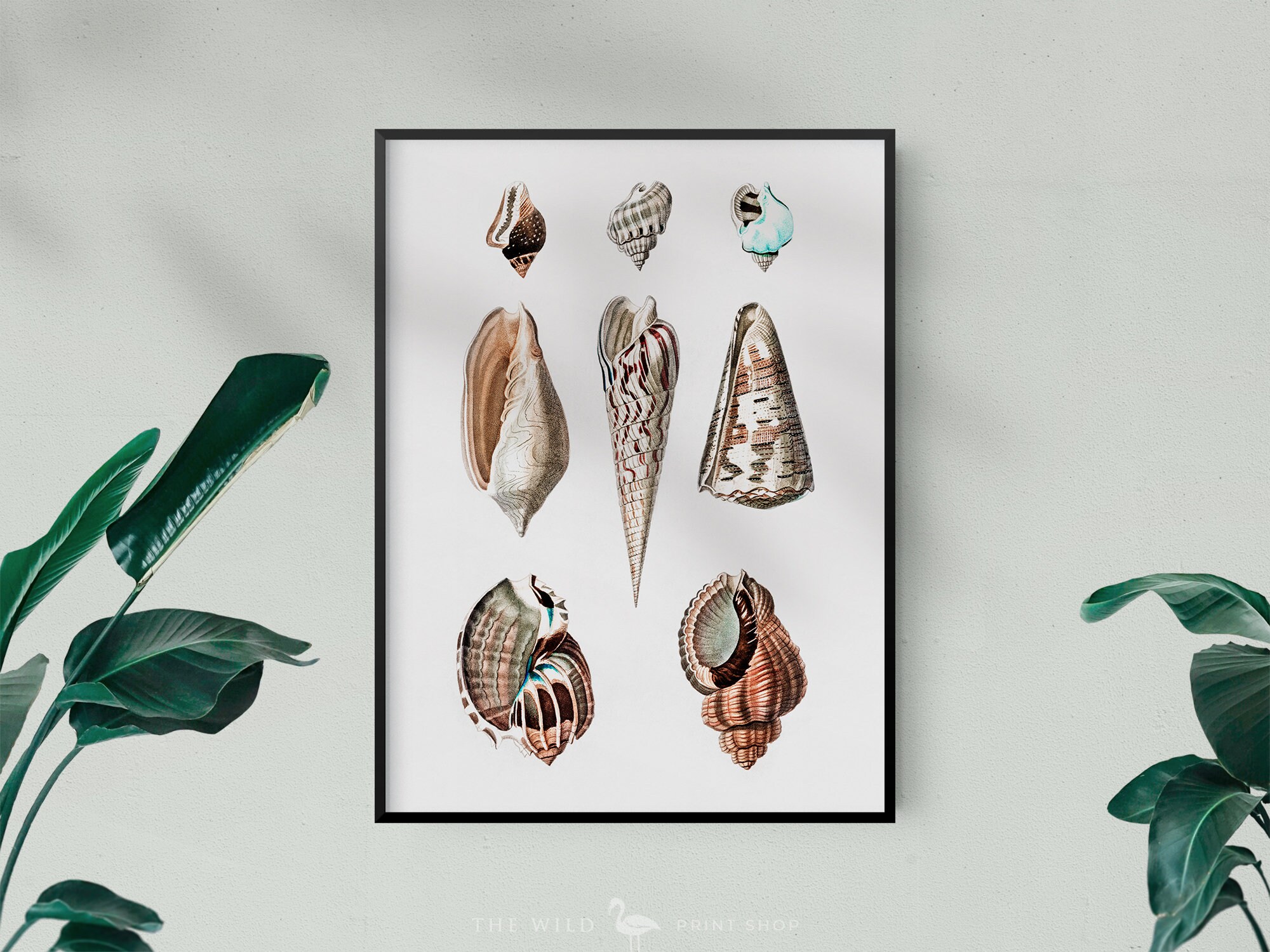 Seashell Print Vintage Seashell Print Seashell Wall Art | Etsy