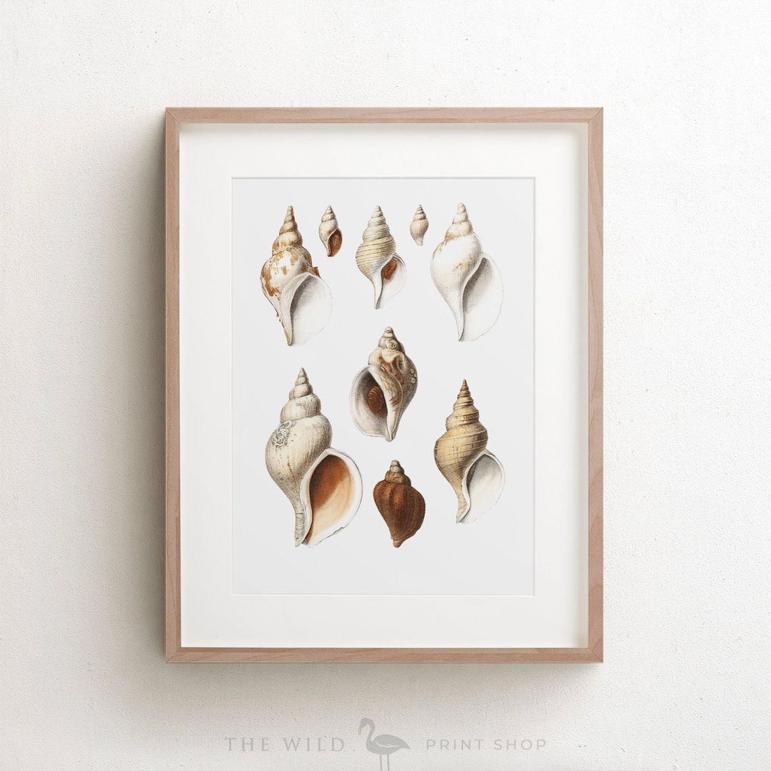 Seashell Print Vintage Seashell Print Seashell Wall Art - Etsy