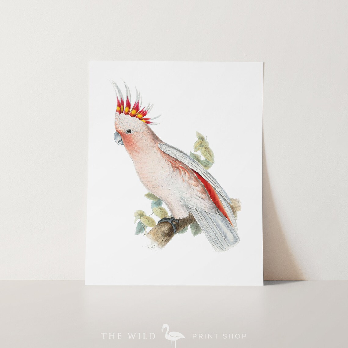 Vintage Parrot Print Major Mitchell's Cockatoo Print | Etsy