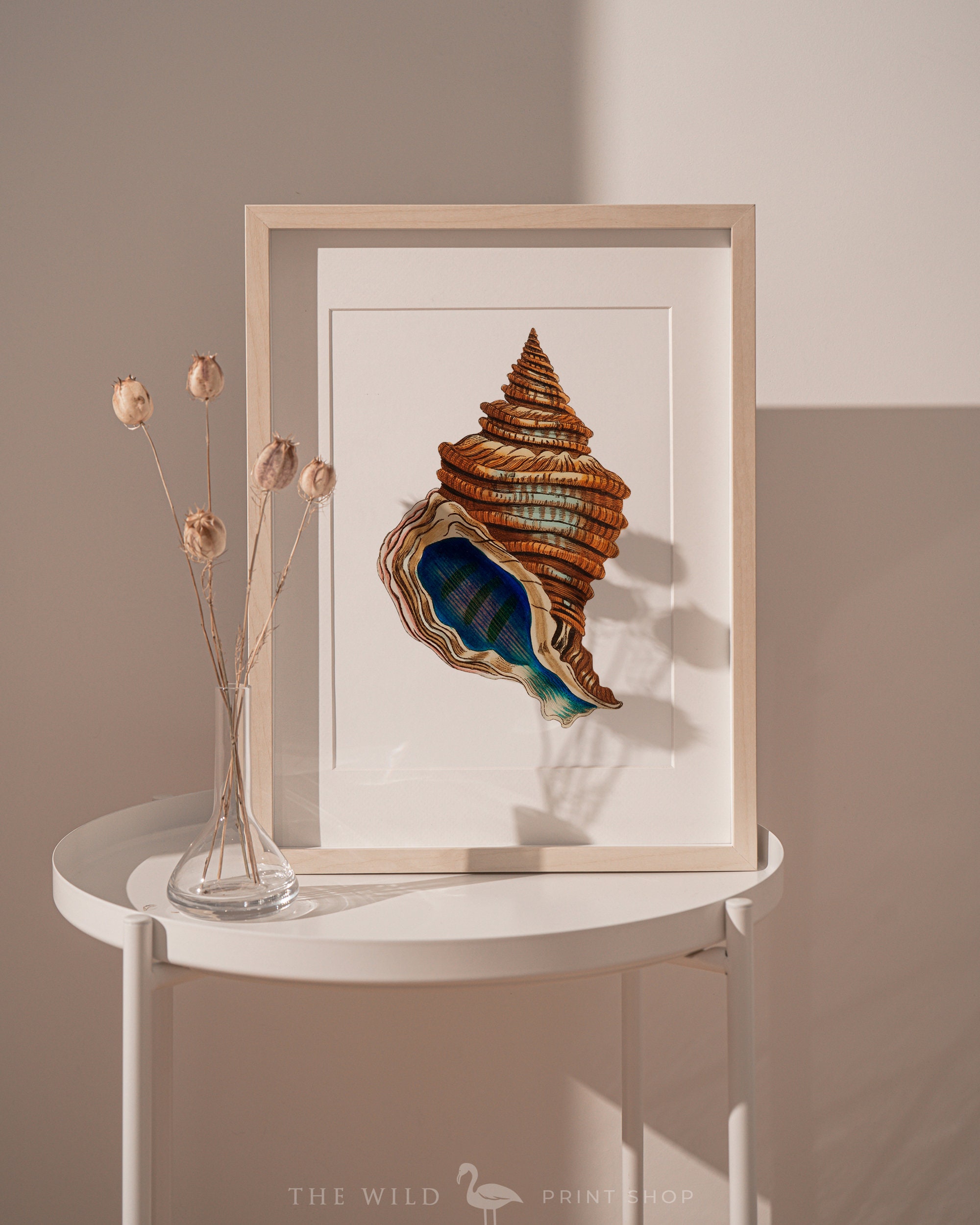 Seashell Print Vintage Seashell Print Seashell Wall Art | Etsy