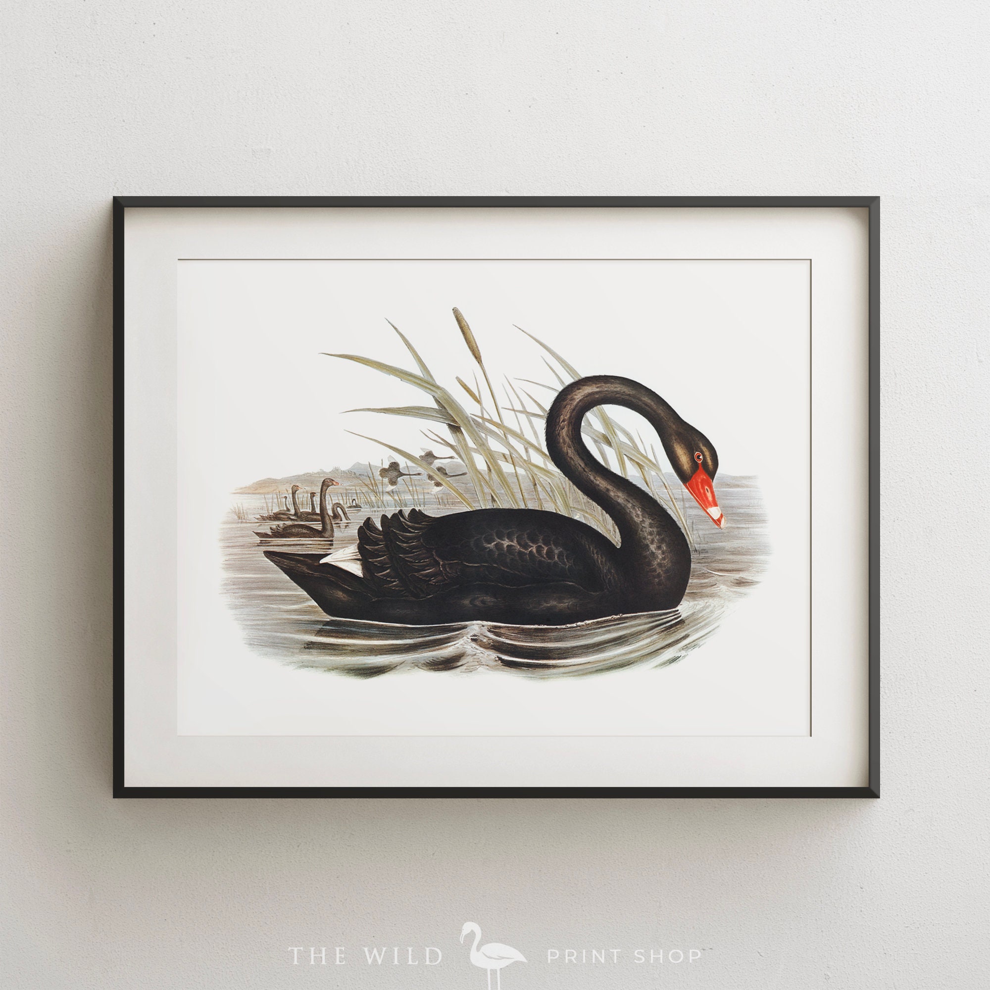 Vintage Bird Print Black Swan Print Coastal Bird Print Bird | Etsy