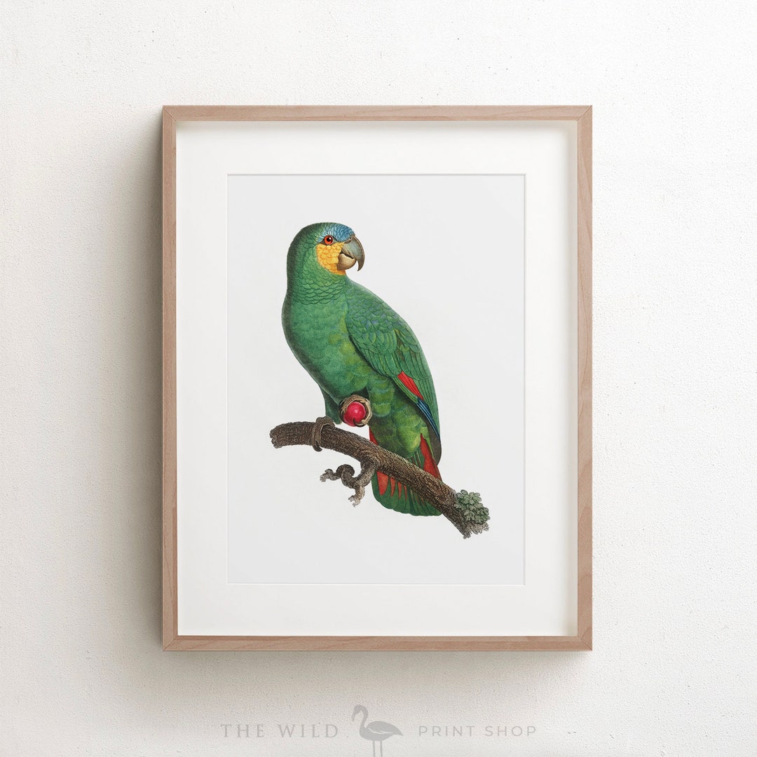 Vintage Parrot Print Amazon Parrot Print Parrot Print - Etsy