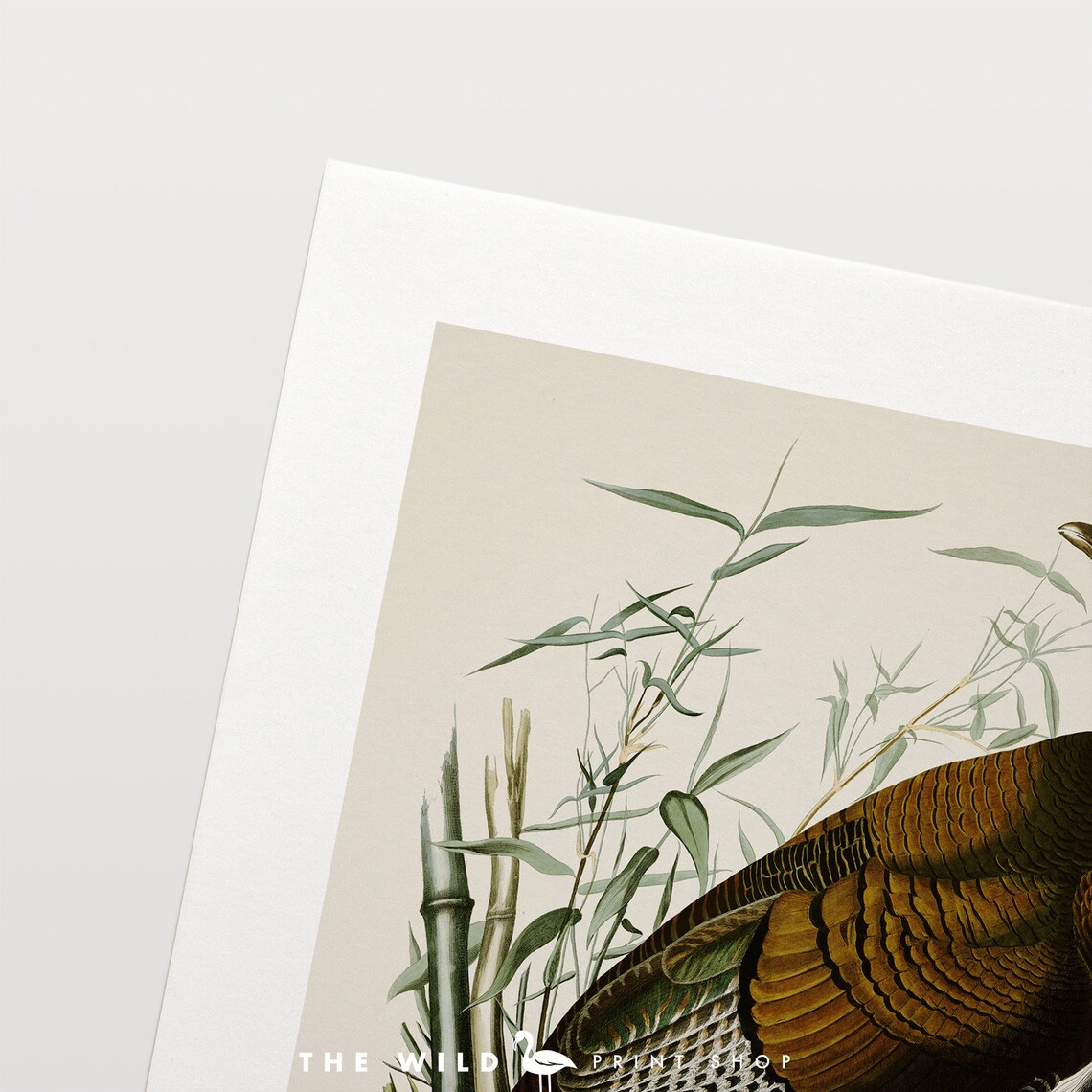 Thanksgiving Wall Decor - Vintage Bird Print, Wild Turkey Print, Bird ...
