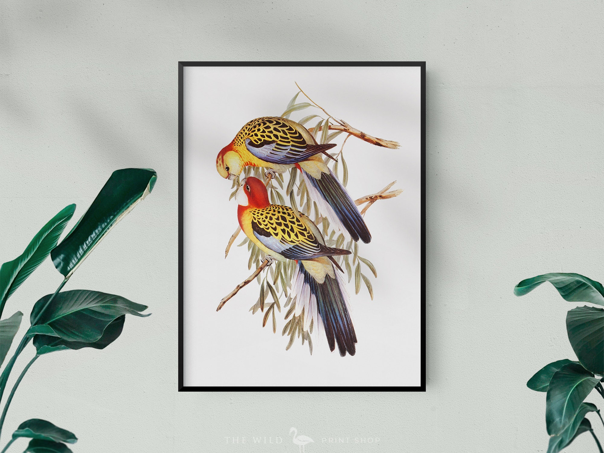 Vintage Parrot Print Parakeet Print Parrot Print Vintage | Etsy