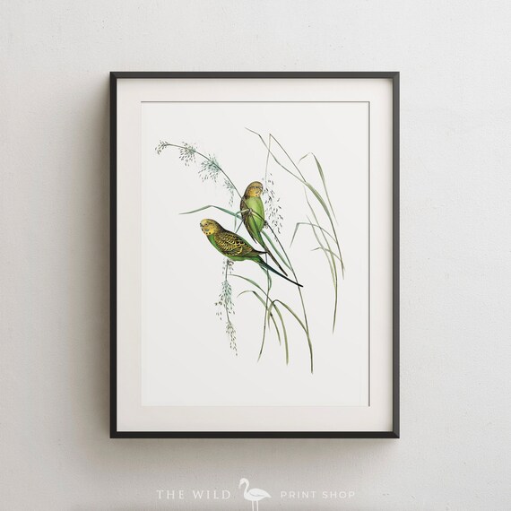 Vintage Parrot Print Parakeet Print Parrot Print Vintage | Etsy