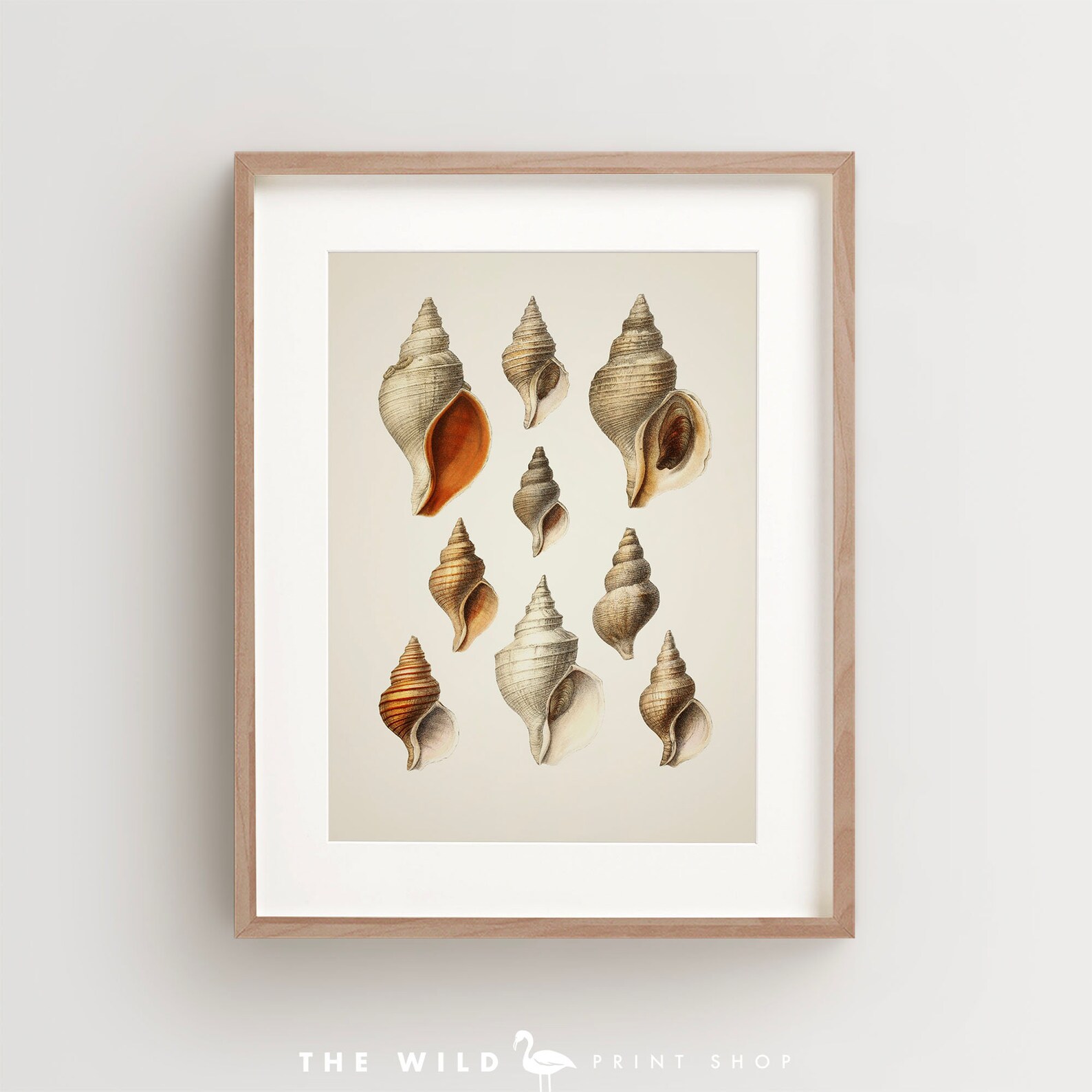 Seashell Print, Vintage Seashell Print, Seashell Wall Art, Nautical ...