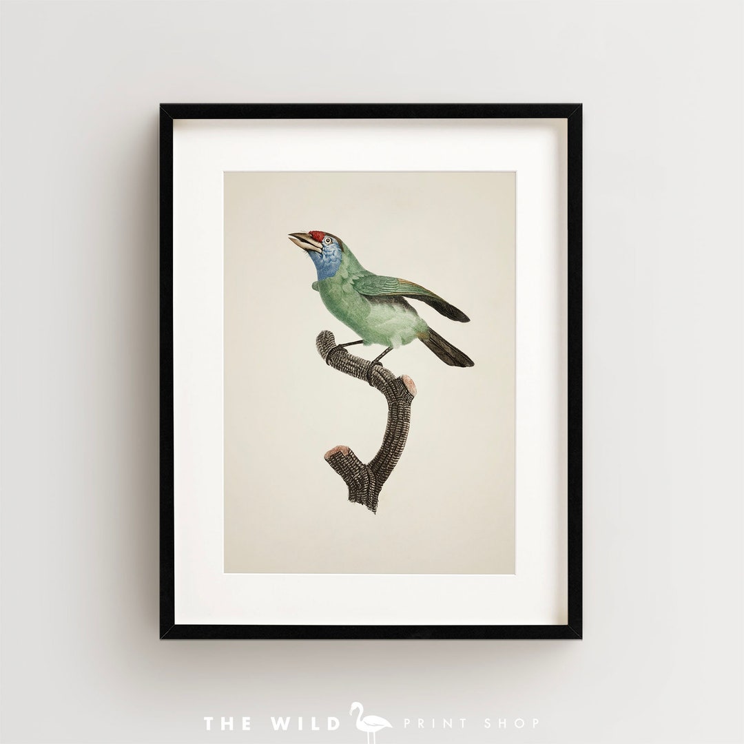 Vintage Bird Print, Bee Eater Print, Tropical Bird Print, Bird Wall Art ...