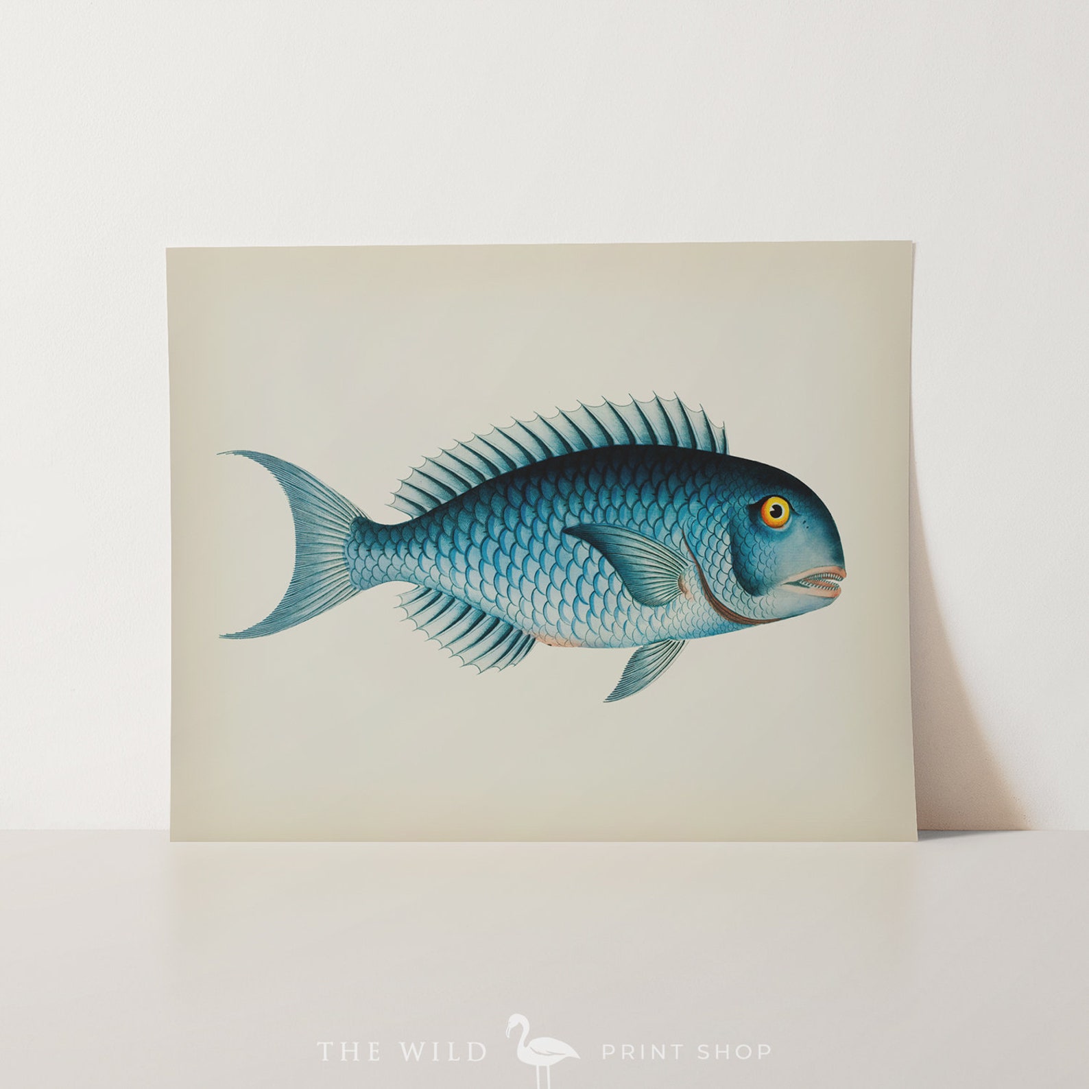 Vintage Fish Print Tropical Fish Print Fish Wall Art - Etsy