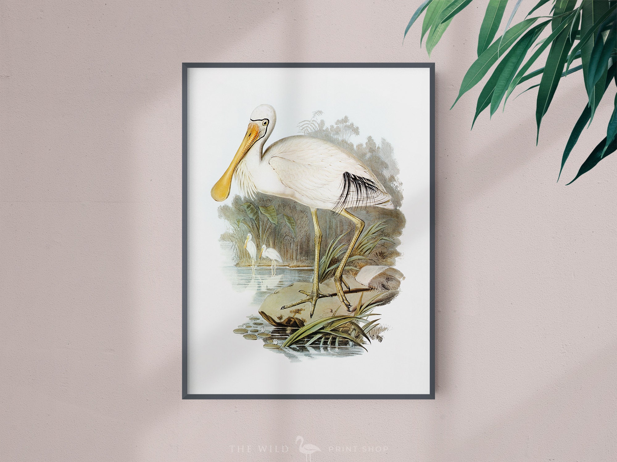 Vintage Bird Print Spoonbill Print Coastal Bird Print Bird | Etsy
