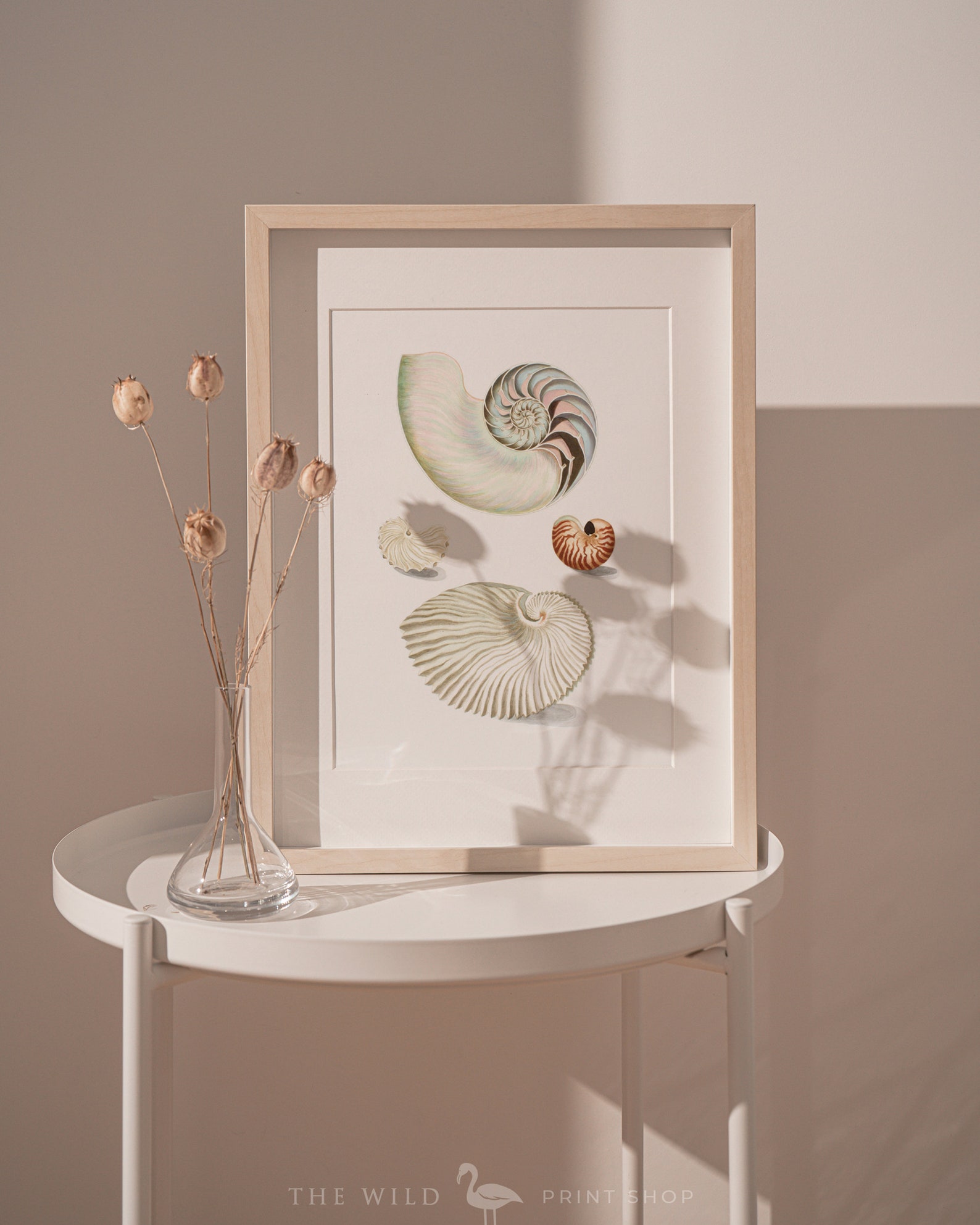Nautilus Shell Print Seashell Print Vintage Seashell Print | Etsy