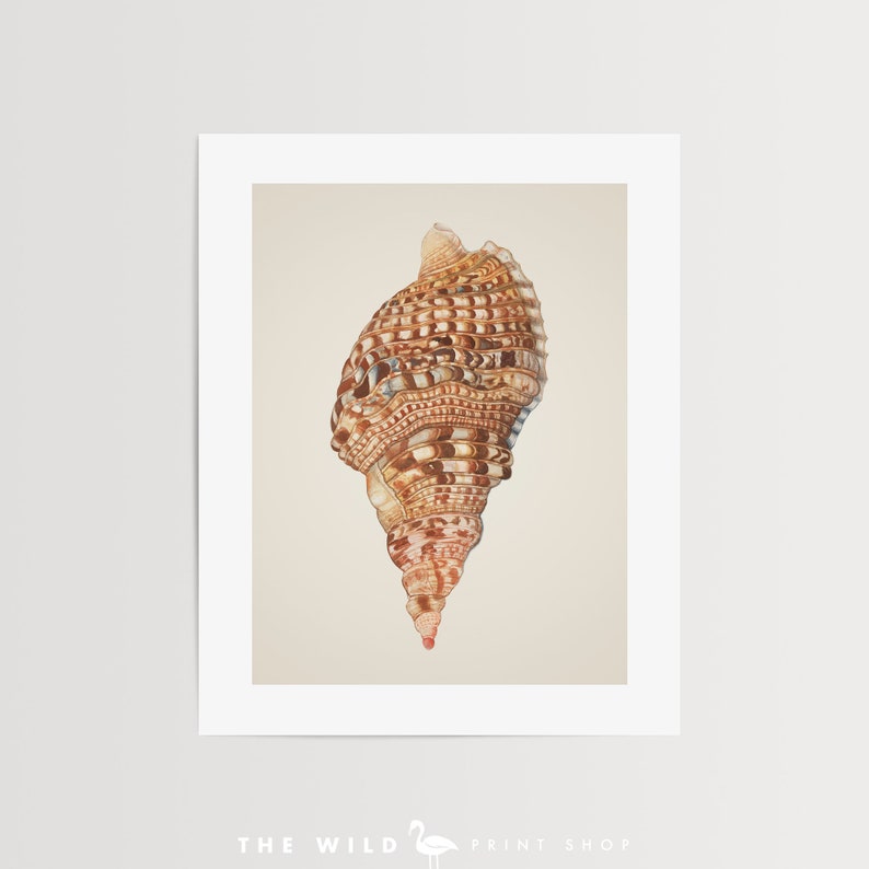 Seashell Print, Vintage Seashell Print, Seashell Wall Art, Nautical ...