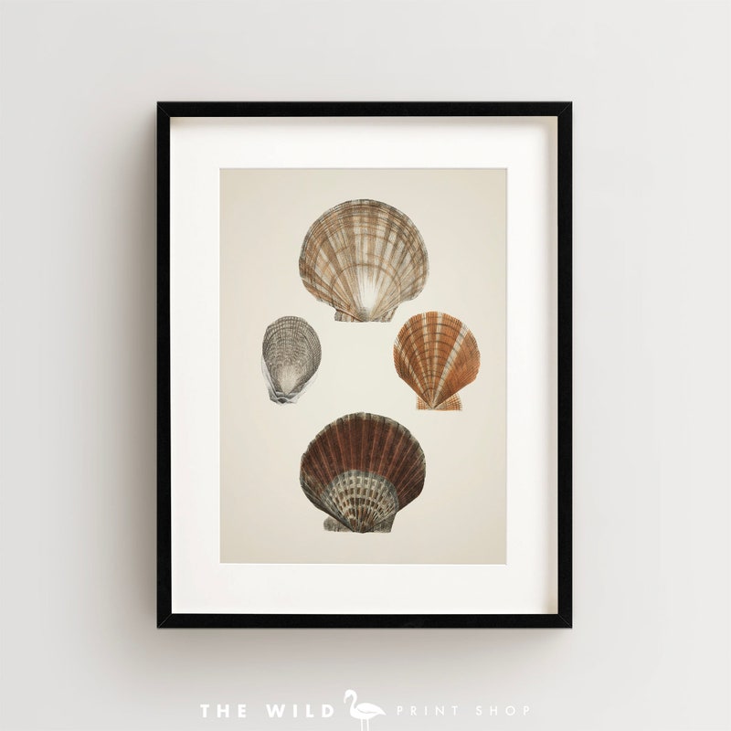 Seashell Print - Etsy