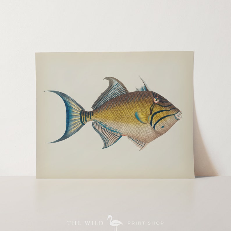 Vintage Fish Print Tropical Fish Print Fish Wall Art - Etsy