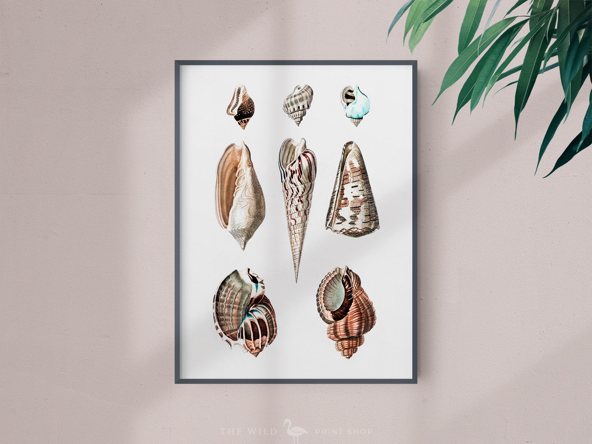 Seashell Print Vintage Seashell Print Seashell Wall Art | Etsy