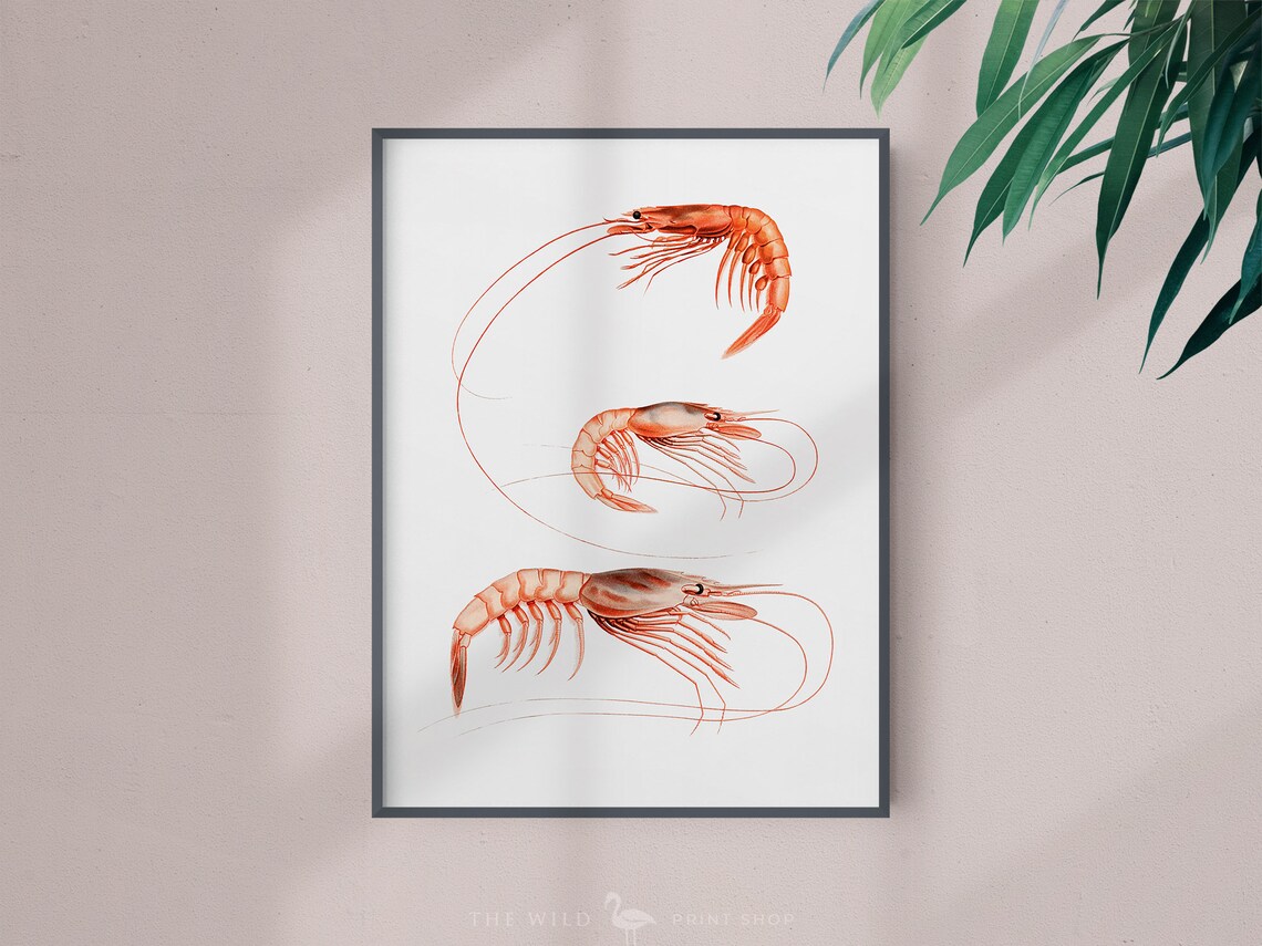 Shrimp Print Vintage Shrimp Print Shrimp Wall Art Nautical | Etsy