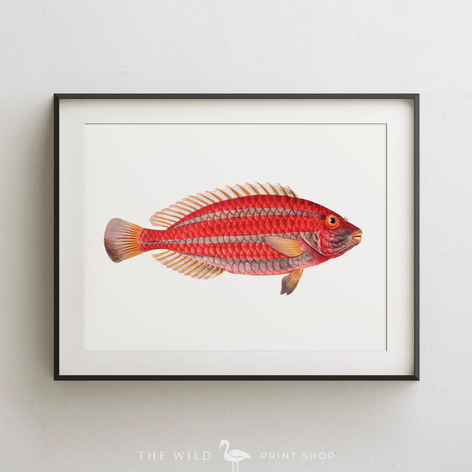 Vintage Fish Print Tropical Fish Print Fish Wall Art | Etsy