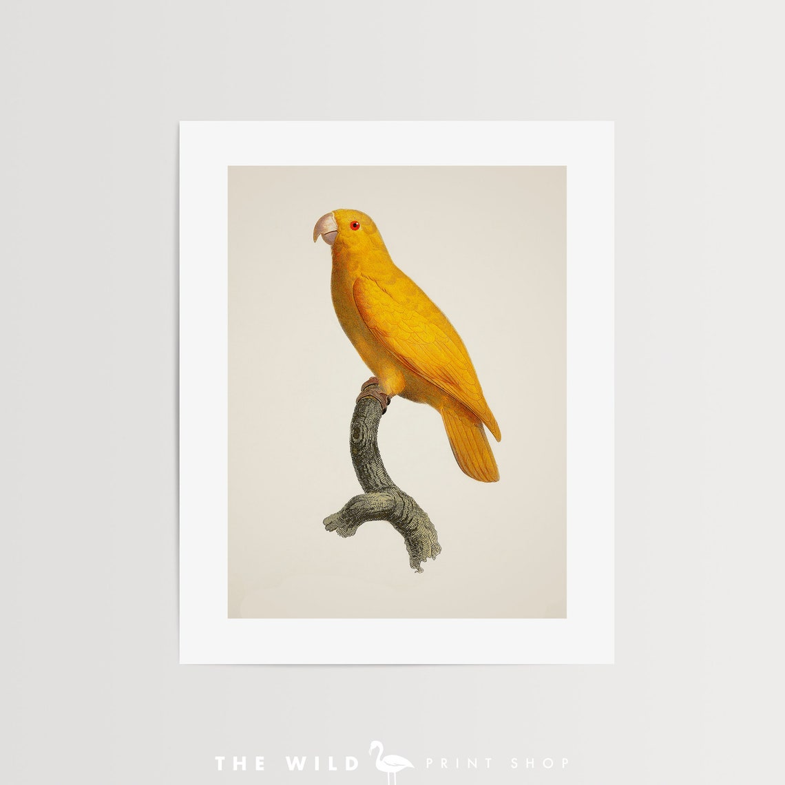 Vintage Parrot Print, Pacific Parrotlet Print, Parrot Print, Vintage ...