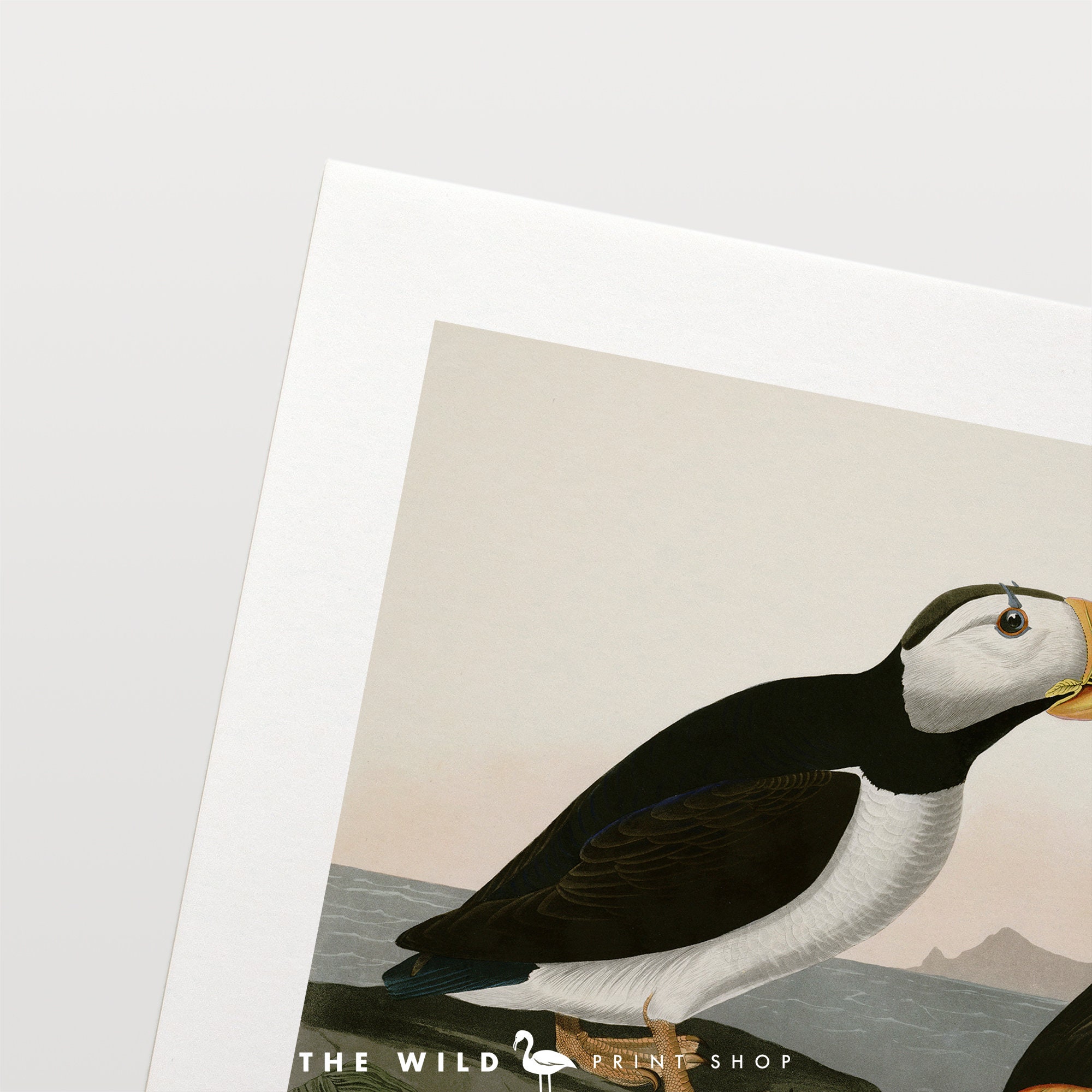 Vintage Bird Print, Large Billed Puffin Print, Bird Wall Art, Audubon ...
