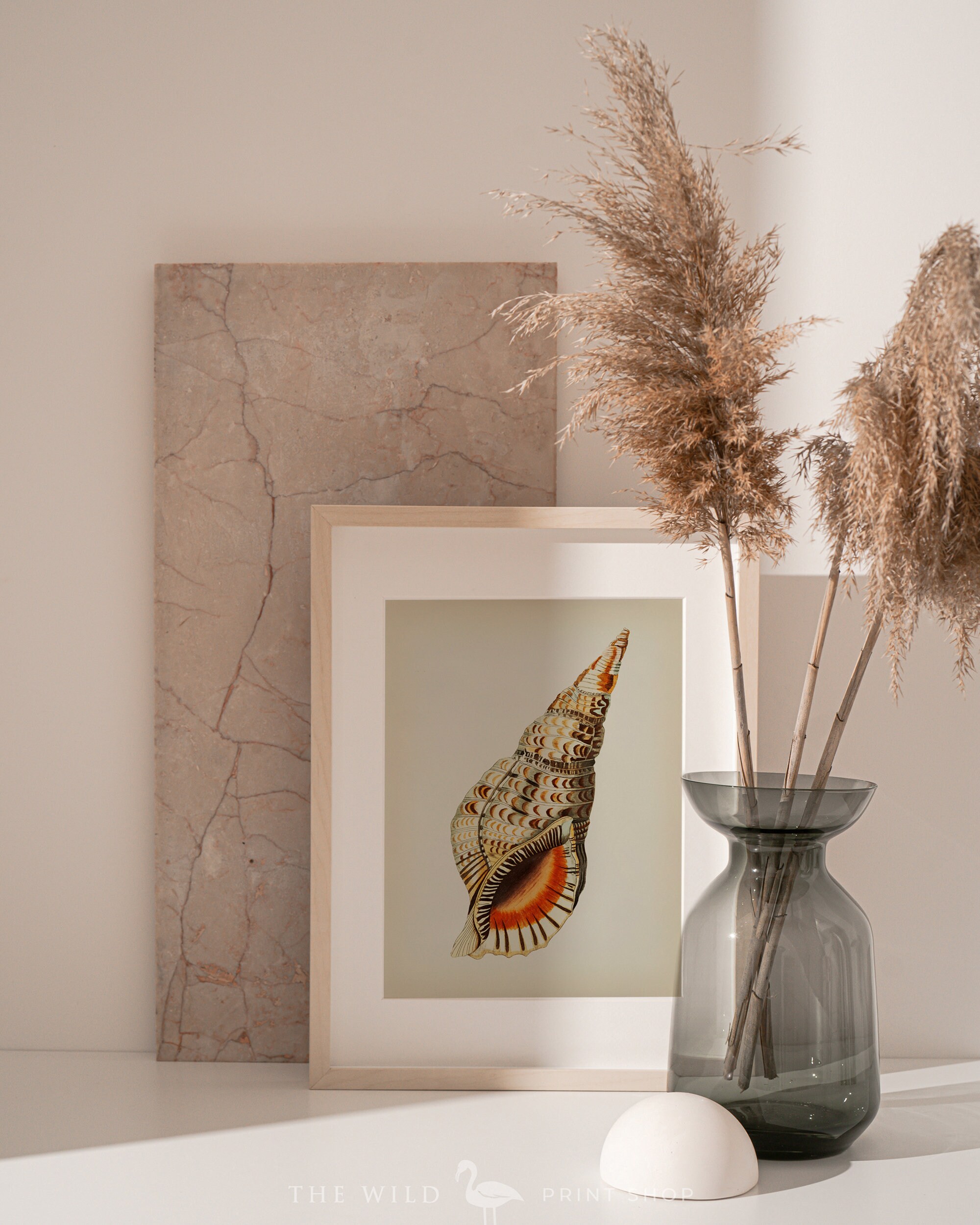 Seashell Print Vintage Seashell Print Seashell Wall Art | Etsy