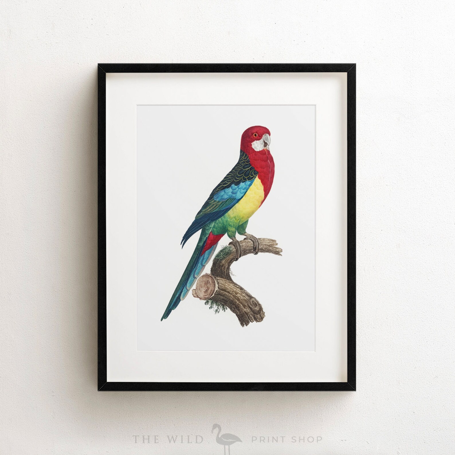 Vintage Parrot Print Eastern Rosella Print Parrot Print - Etsy