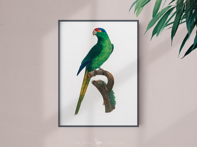 Vintage Parrot Print Red Crowned Parakeet Print Parrot | Etsy