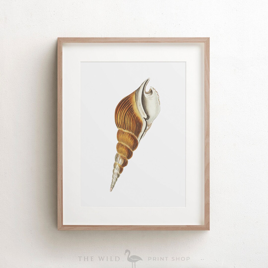 Seashell Print, Vintage Seashell Print, Seashell Wall Art, Nautical ...