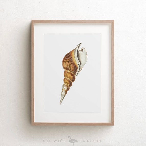 Seashell Print Vintage Seashell Print Seashell Wall Art | Etsy