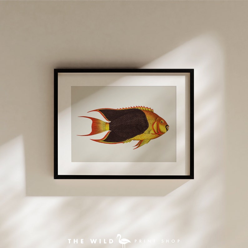 Vintage Fish Print, Tropical Fish Print, Fish Wall Art, Nautical Print ...