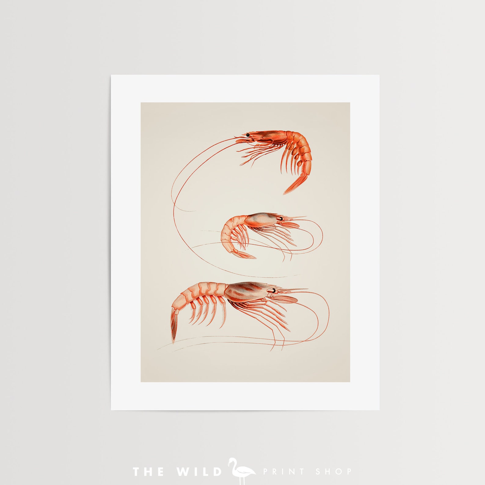 Shrimp Print, Vintage Shrimp Print, Shrimp Wall Art, Nautical Print ...