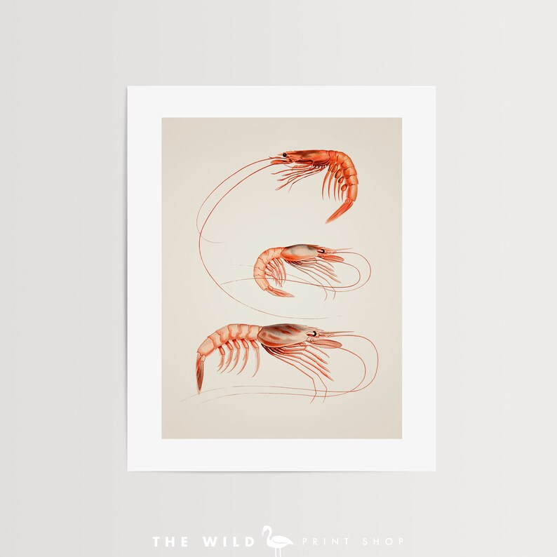 Shrimp Print, Vintage Shrimp Print, Shrimp Wall Art, Nautical Print ...