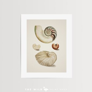 Nautilus Shell Print, Seashell Print, Vintage Seashell Print, Seashell ...