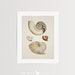 Nautilus Shell Vintage Seashell Print Wall Art - Etsy