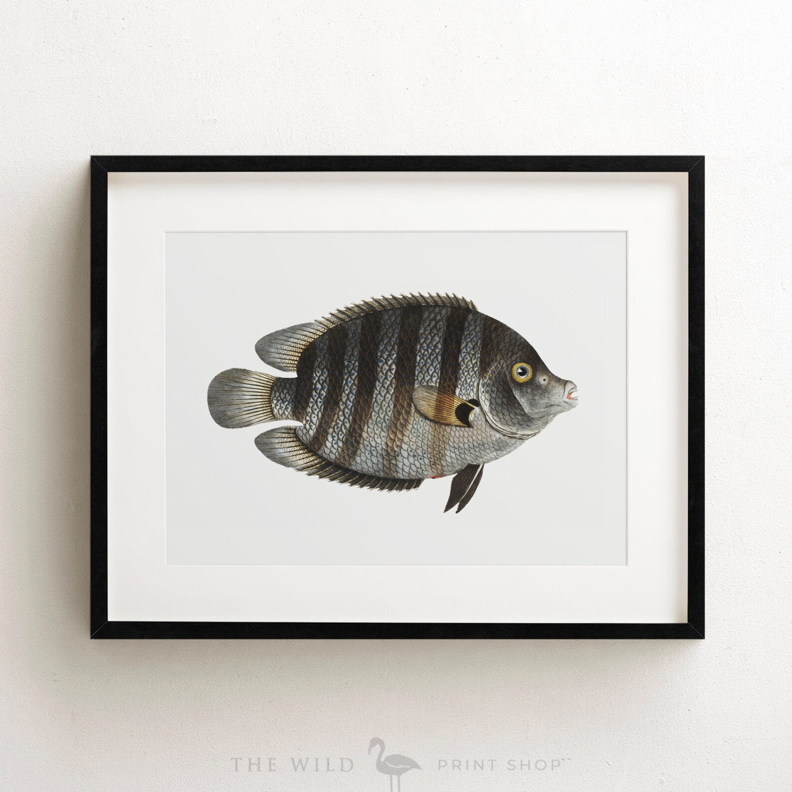 Vintage Fish Print Tropical Fish Print Fish Wall Art | Etsy