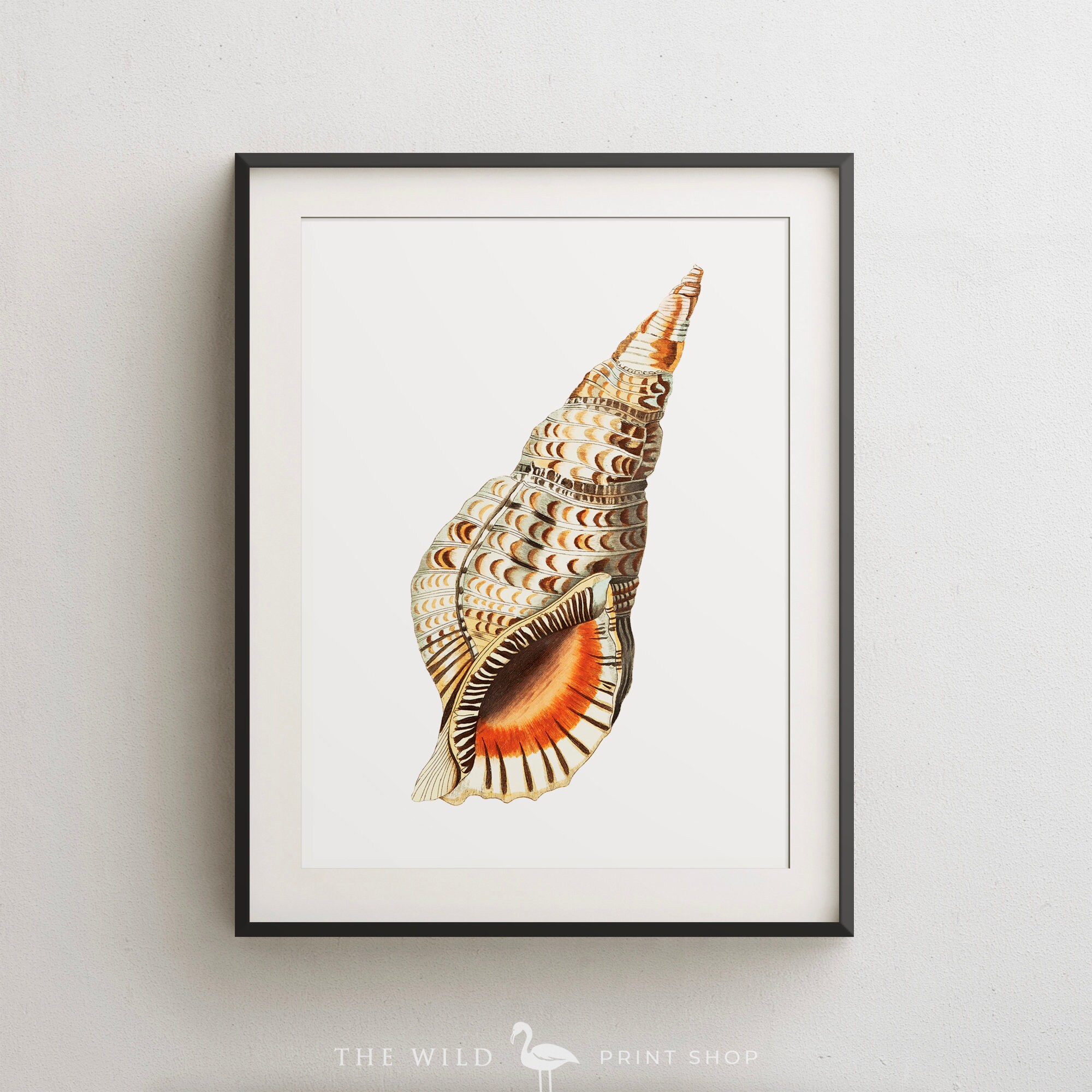 Seashell Print Vintage Seashell Print Seashell Wall Art | Etsy