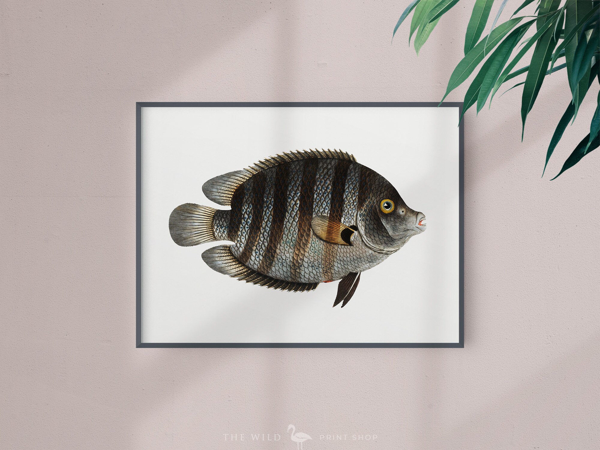 Vintage Fish Print Tropical Fish Print Fish Wall Art | Etsy