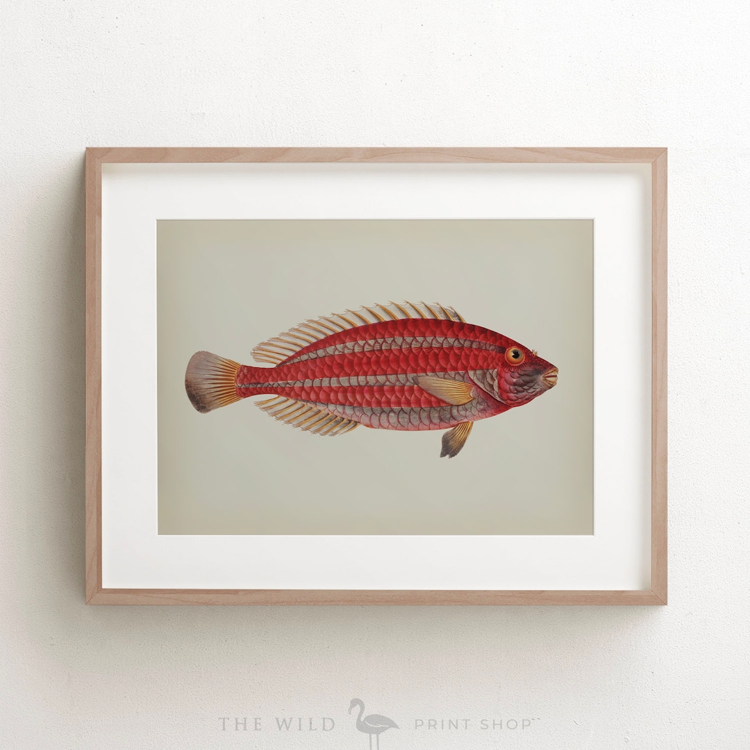 Vintage Fish Print, Tropical Fish Print, Fish Wall Art, Nautical Print ...