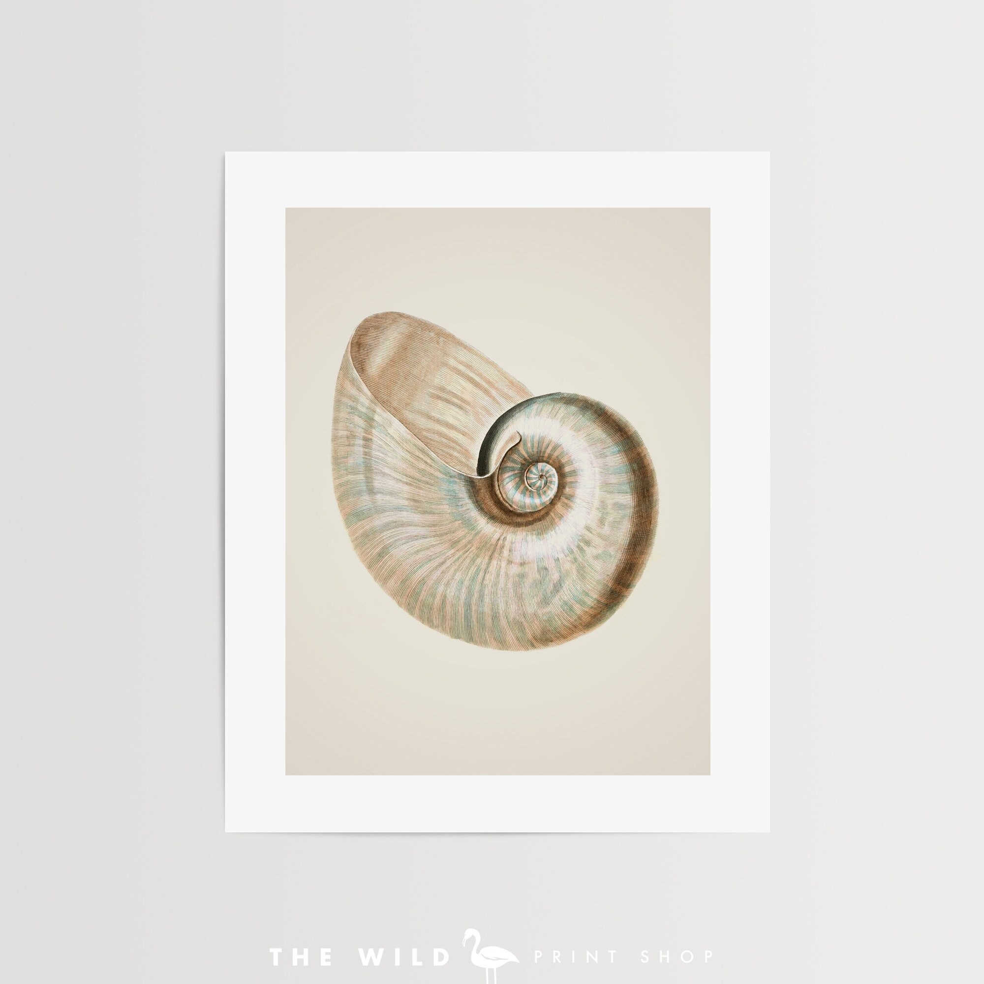 Nautilus Shell Print, Seashell Print, Vintage Seashell Print, Seashell ...
